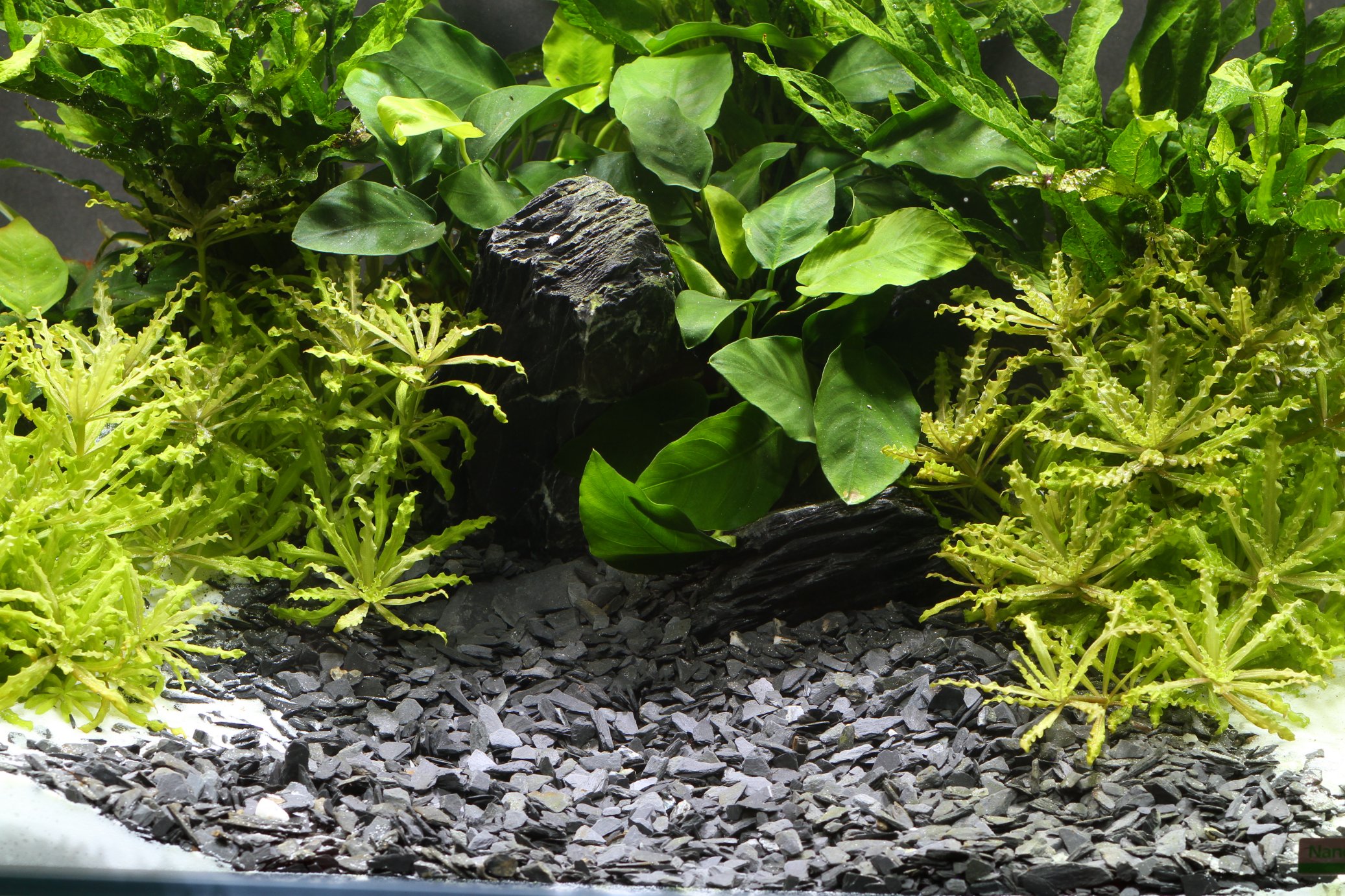 DENNERLE Baikal Natural Gravel Plantahunter